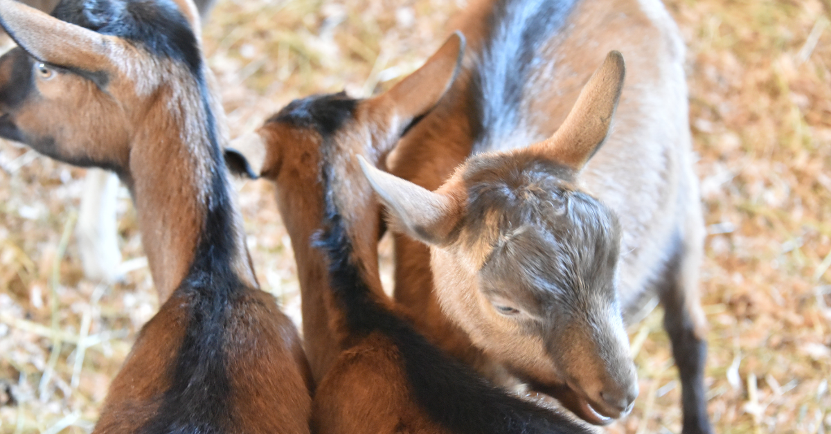 COME PROGRAMMARE LE NASCITE DEI CAPRETTI NEL MOMENTO DI MASSIMA ...
