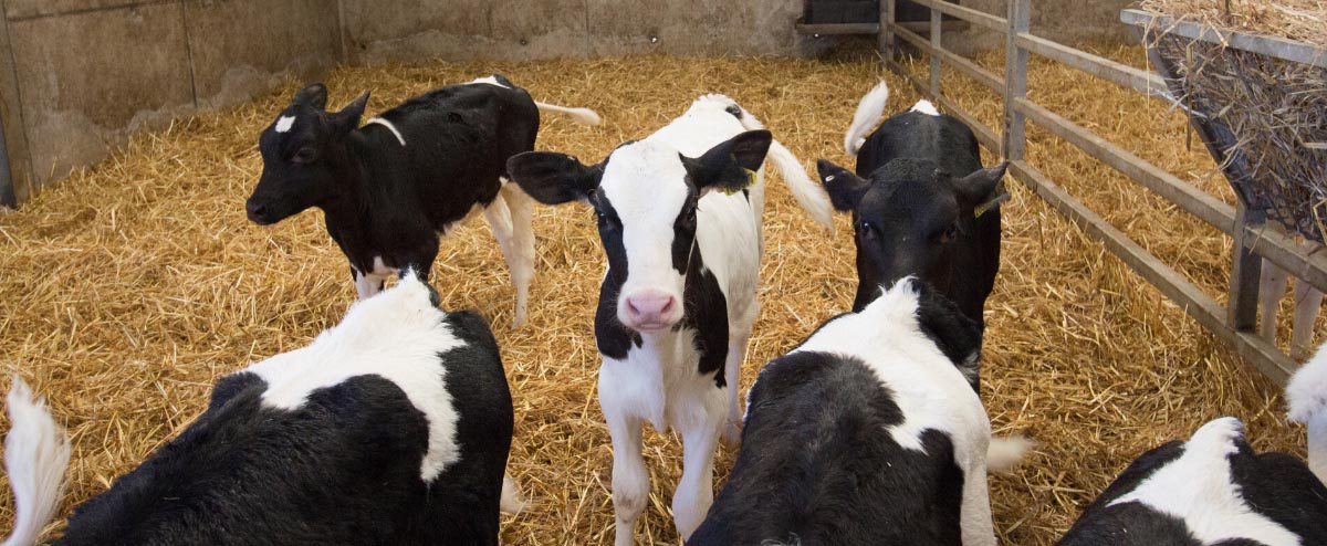 COME MIGLIORARE L’ACCRESCIMENTO DI VITELLE E MANZE DURANTE IL PERIODO ...