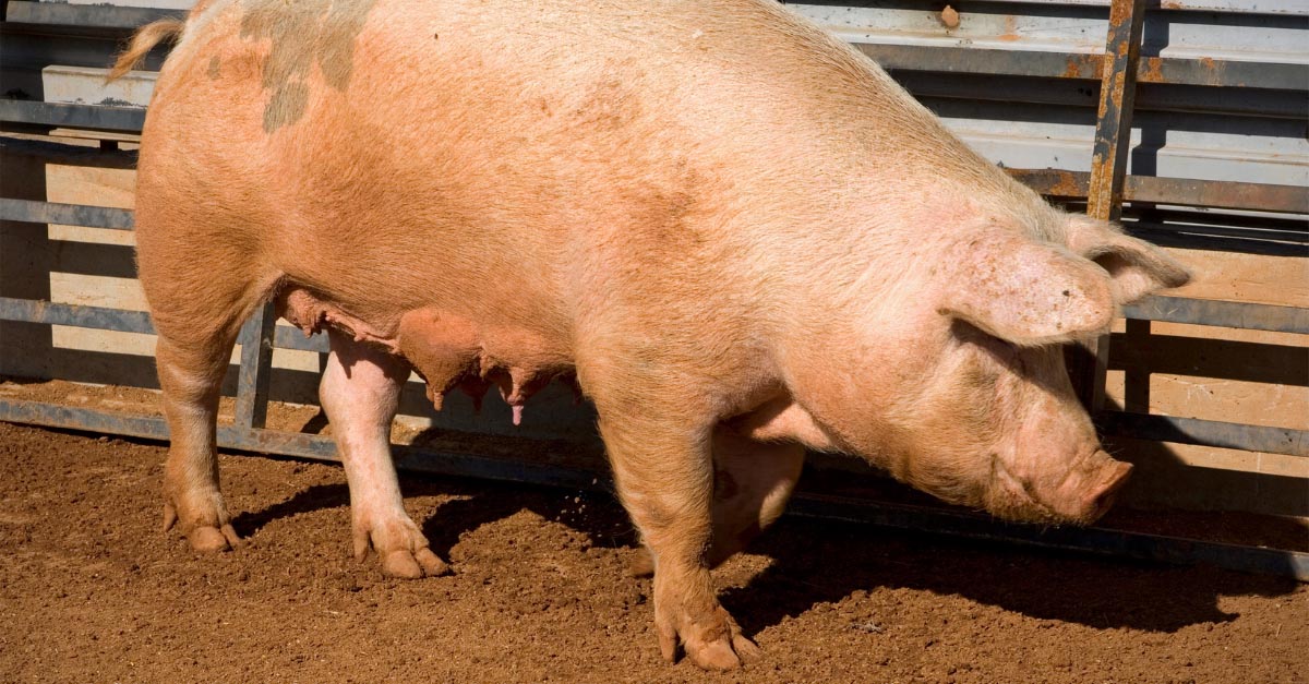 COME LIMITARE IL NUMERO DI SCROFE VUOTE E PORTARE A TERMINE PIÙ ...