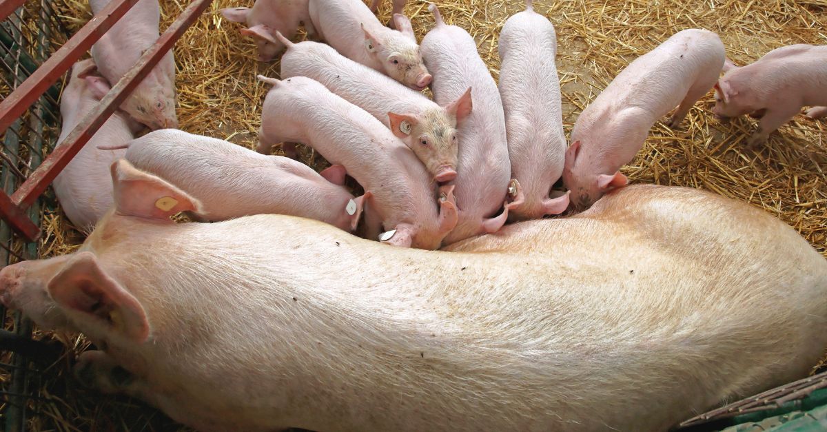 SALUTE DELLE SCROFE: QUALI PARAMETRI SI POSSONO MIGLIORARE DURANTE LA ...