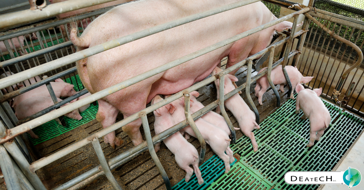 USARE AG3 80 PER COMBATTERE LA STITICHEZZA NELLE SCROFE · Deatech